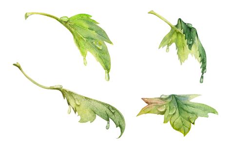 물에 녹색 잎 이슬 방울 수풀 나무 단풍 수채화 건포도 구스베리 단풍 나무 플라타너스 Avens 고립된 식물 삽화 꽃집 허브 화장품 에코 가드닝 개체 그룹에 대한 스톡 벡터