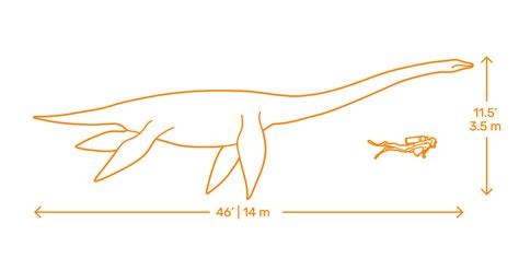 Plesiosaurus Dimensions And Drawings