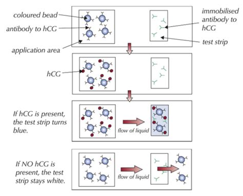 U7 L2 Classification Of Microorganisms Flashcards Quizlet