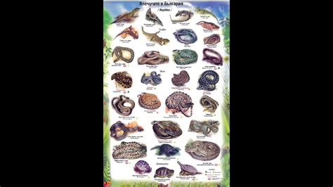 Влечуги и насекоми Youtube