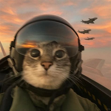 Cat Pilot Mèo Động Vật