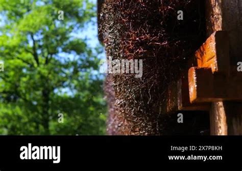 Lung Sanatorium Stock Videos And Footage Hd And 4k Video Clips Alamy