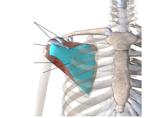 Rotator Cuff Anterior View Diagram Quizlet