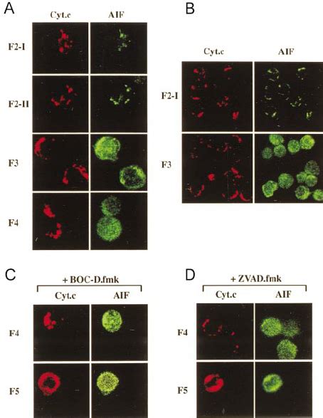Mitochondrial Aif Is Released Into The Cytosol Before Cytochrome C In