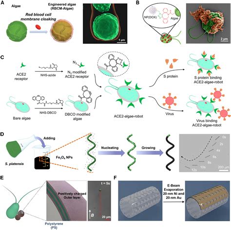 Engineering Microalgae Based Biohybrid Robots For Biomedical Applications Cell Biomaterials