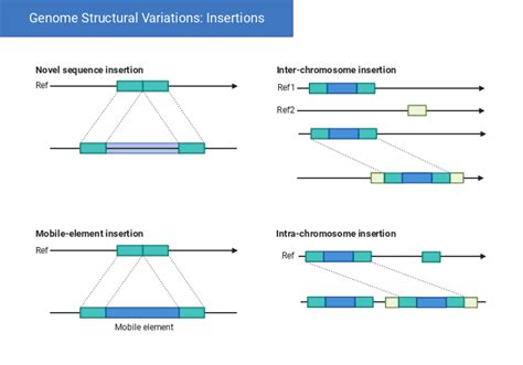 Genome Structural Variation Insertions BioRender Science Templates