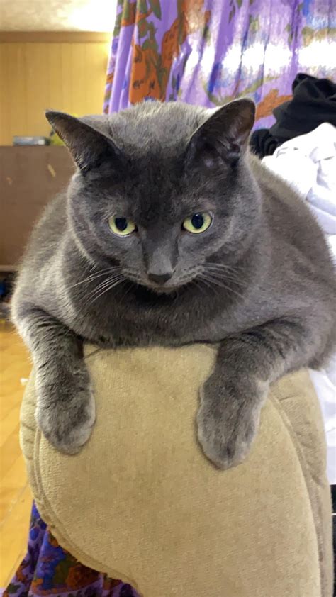 My Son Bubby Rgraycats