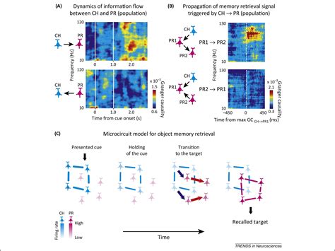 Computational Principles Of Microcircuits For Visual Object Processing In The Macaque Temporal