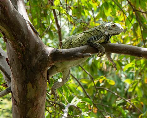 Dutch Caribbean Biodiversity Database