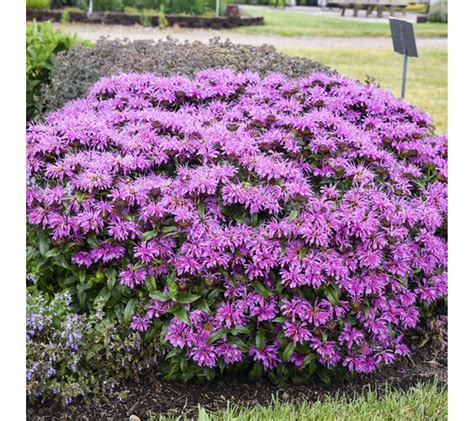 Robertas 1 Pc Pardon My Series Bee Balm