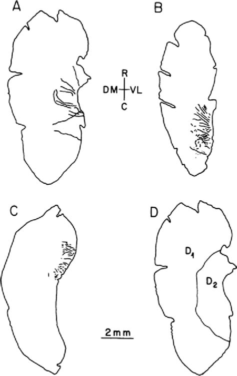 Figure 11 From Neural Processing In The Three Layer Turtle Visual