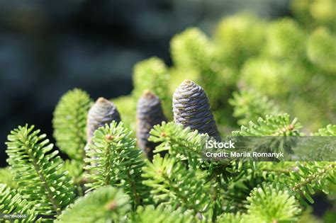 아름 다운 상록 침엽수 림입니다 한국 전나무 콘 녹색 배경에 한국 전나무 전나무 아비 코리아나 나뭇가지에 어린 푸른 원뿔 실버 가문비 나무 공간을 복사합니다 봄 엽서 삼림에