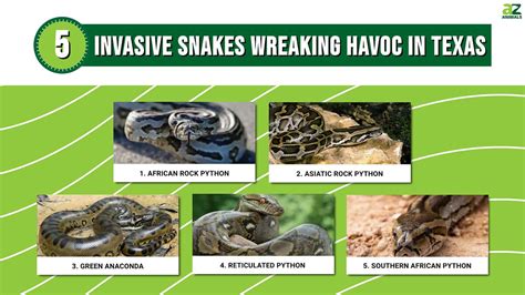 Discover 5 Invasive Snakes Wreaking Havoc In Texas A Z Animals