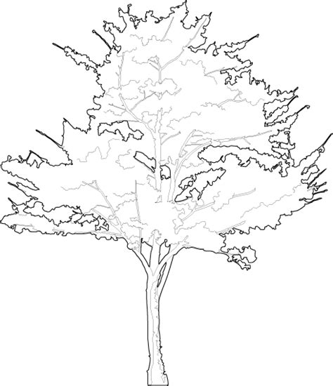 Apricot Tree Cad Blocks Free Download