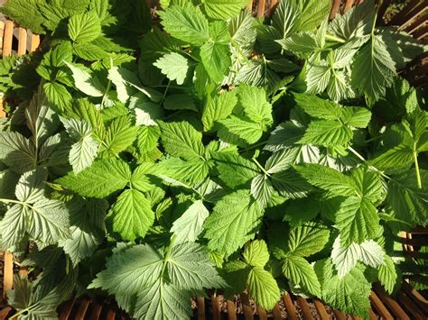 Wild Raspberry Leaves