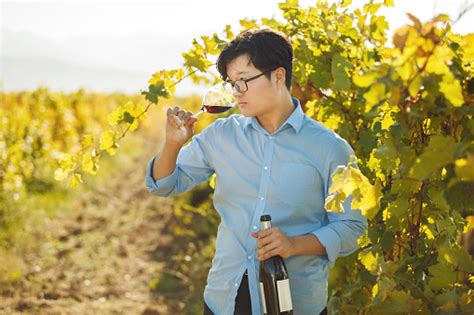 포도밭 행 배경에서 레드 와인을 시음하는 전문 소믈리에 검사 보기에 대한 스톡 사진 및 기타 이미지 검사 보기 나무 남자 Istock