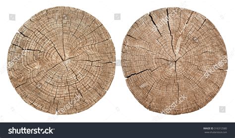 Cross Section Tree Trunk Showing Growth Stock Photo Shutterstock