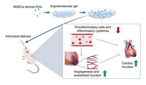 Intranasal Delivery Of Endothelial Cell Derived Vesicles Ijn