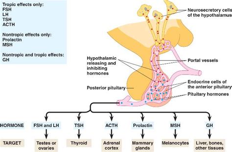 Adenohypophysishtml 4508antpituitaryhormones