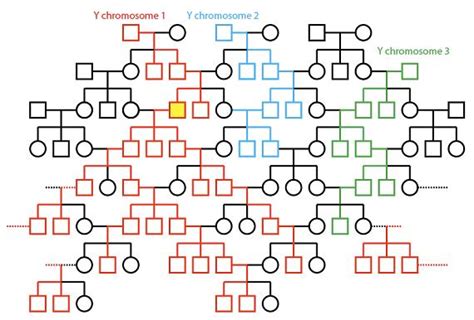 Mitochondrial Eve Y Chromosome Adam And Reasons To Believe Article