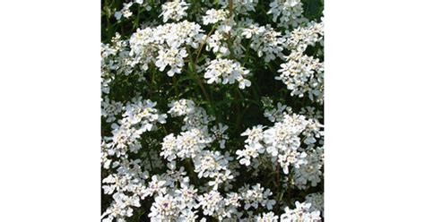 Helios Homeopathy Shop Iberis Amara