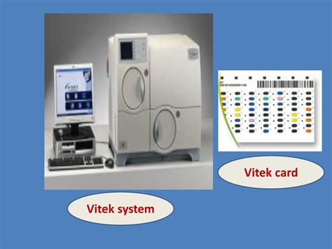 Ppt Identification Of Isolated Bacteria Powerpoint Presentation Free