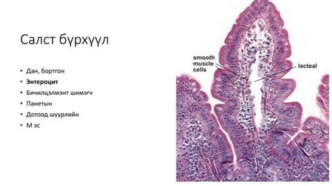 Нарийн гэдэсний гистологи Pptx