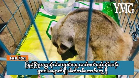 ပြည်မြို့တက္ကသိုလ်ကျောင်းရှေ့ လက်ဖက်ရည်ဆိုင်အနီး ရှားပါးမျောက်မျိုးစိတ်တစ်ကောင်တွေ့ရှိ Youtube