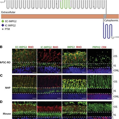 Impg2 Localizes To Photoreceptor Inner And Outer Segments In Stage 3 Download Scientific