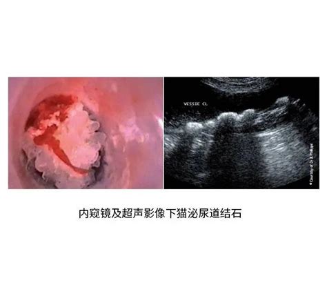 猫咪之敌下泌尿道综合征 病症 维宠宠物导航网