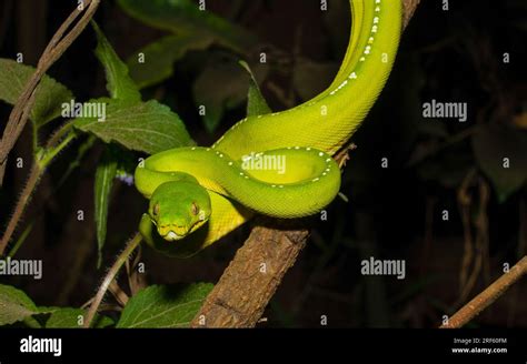 Green Tree Python Iron Range Np Cape York Peninsula Qld Stock