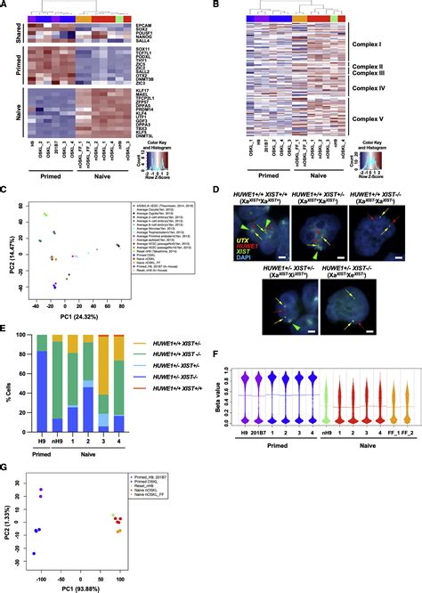 Improved Sendai Viral System For Reprogramming To Naive Pluripotency