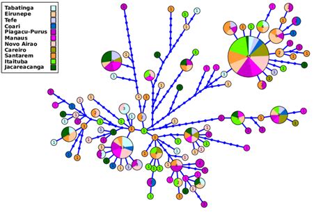 Haplotype Network Of Control Region From Semaprochilodus Insignis