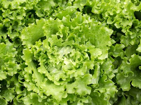 20 Tipos De Lechuga Sabor Textura Y Usos En La Cocina Cocinatis