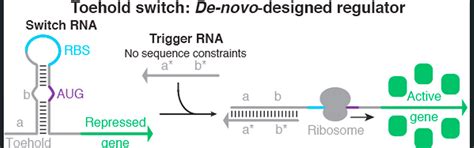A Switch That Holds The Toe Of A Trigger Rna To Get Activated By Ritwik Mishra Jul 2023