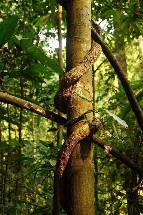 缠绕植物植物 技点百科 技点网