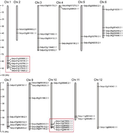 Chromosomal Distribution Of Phd Finger Genes In Tomato Tomato Download Scientific Diagram