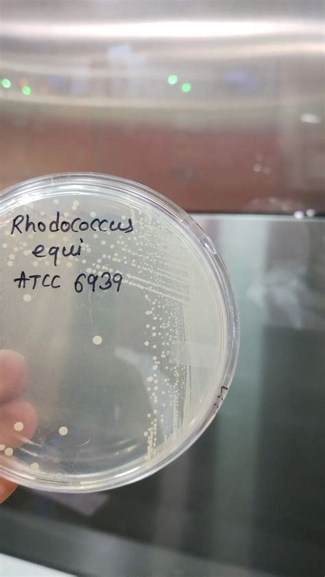 Srushti Pardeshi On Linkedin Rhodococcus Equi On Na ☺️ Rhodococcus