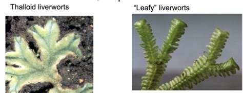Bryophyte Study Guide Flashcards Quizlet