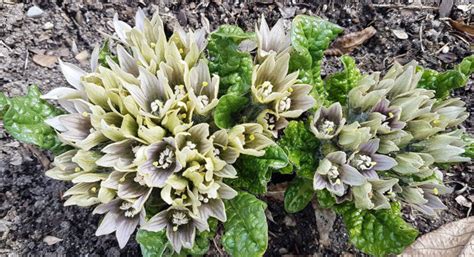 Mandragora Lekarska Ogród Botaniczny Uniwersytetu Warszawskiego