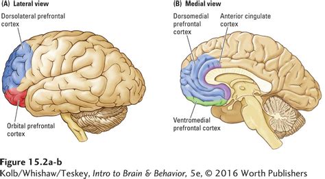 Orbitofrontal Cortex And Prefrontal Prefrontal Cortex Images
