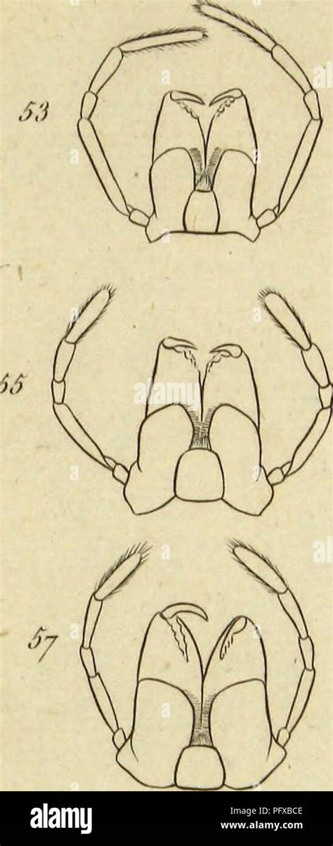 This Work Provides An Illustrated Table Of Arachnids Focusing On Various Species Of Spiders