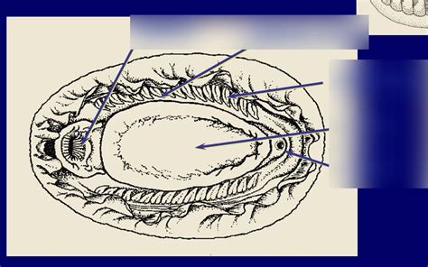 Polyplacophora Diagram 2 Diagram Quizlet