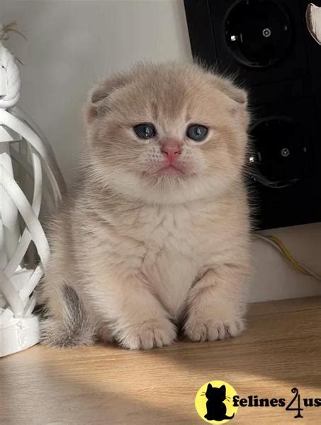 Courteous Munchkins Kittens