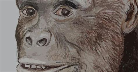 Graecopithecus Album On Imgur
