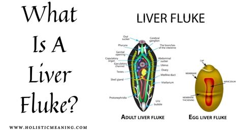 Human Liver Fluke