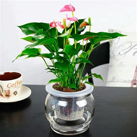 室内水养的花有哪些水养的植物有哪些适合水养的室内植物花大山谷图库