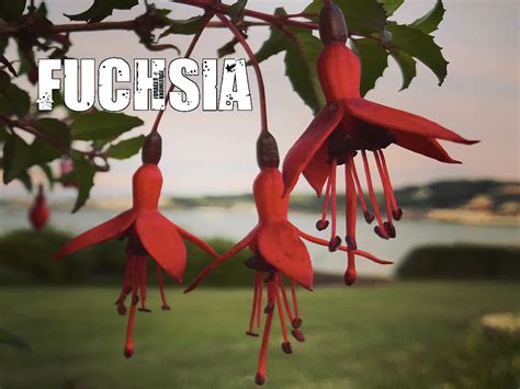 Fuchsia ForageForKnowledge