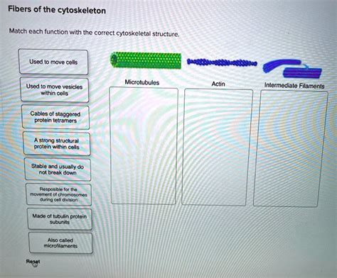 Solved Fibers Of The Cytoskeleton Match Each Function With The Correct Cytoskeletal Structure