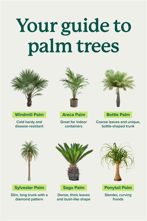 Different Types Of Palm Trees Artofit